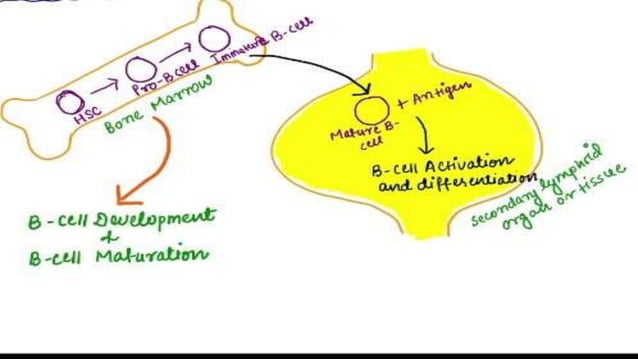 Bcell activation , differentiation and memory | PPTX