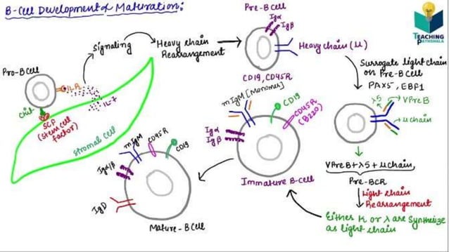 Bcell activation , differentiation and memory | PPTX