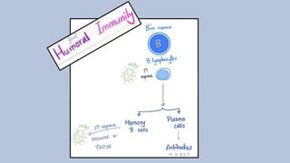 B cell and antibody | PPTX