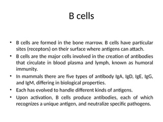 B cell and Immune responseB cell and Immune response | PPTX