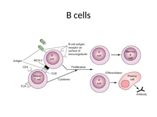 B cell and Immune responseB cell and Immune response | PPTX