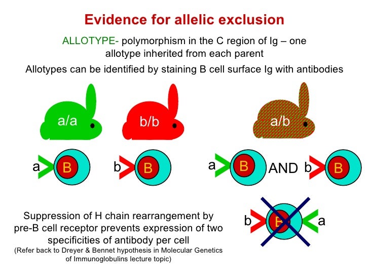 B Cell Development