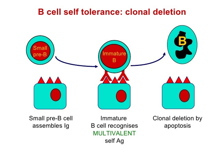 B Cell Development