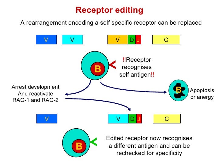 B Cell Development
