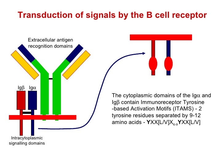 B Cell Development