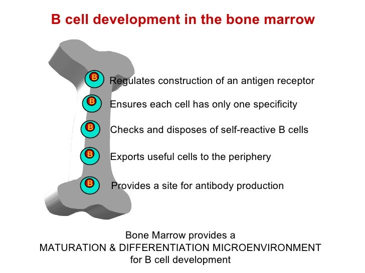 B Cell Development