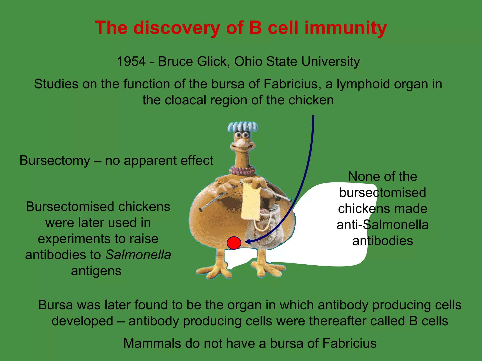 B Cell Development | PPT