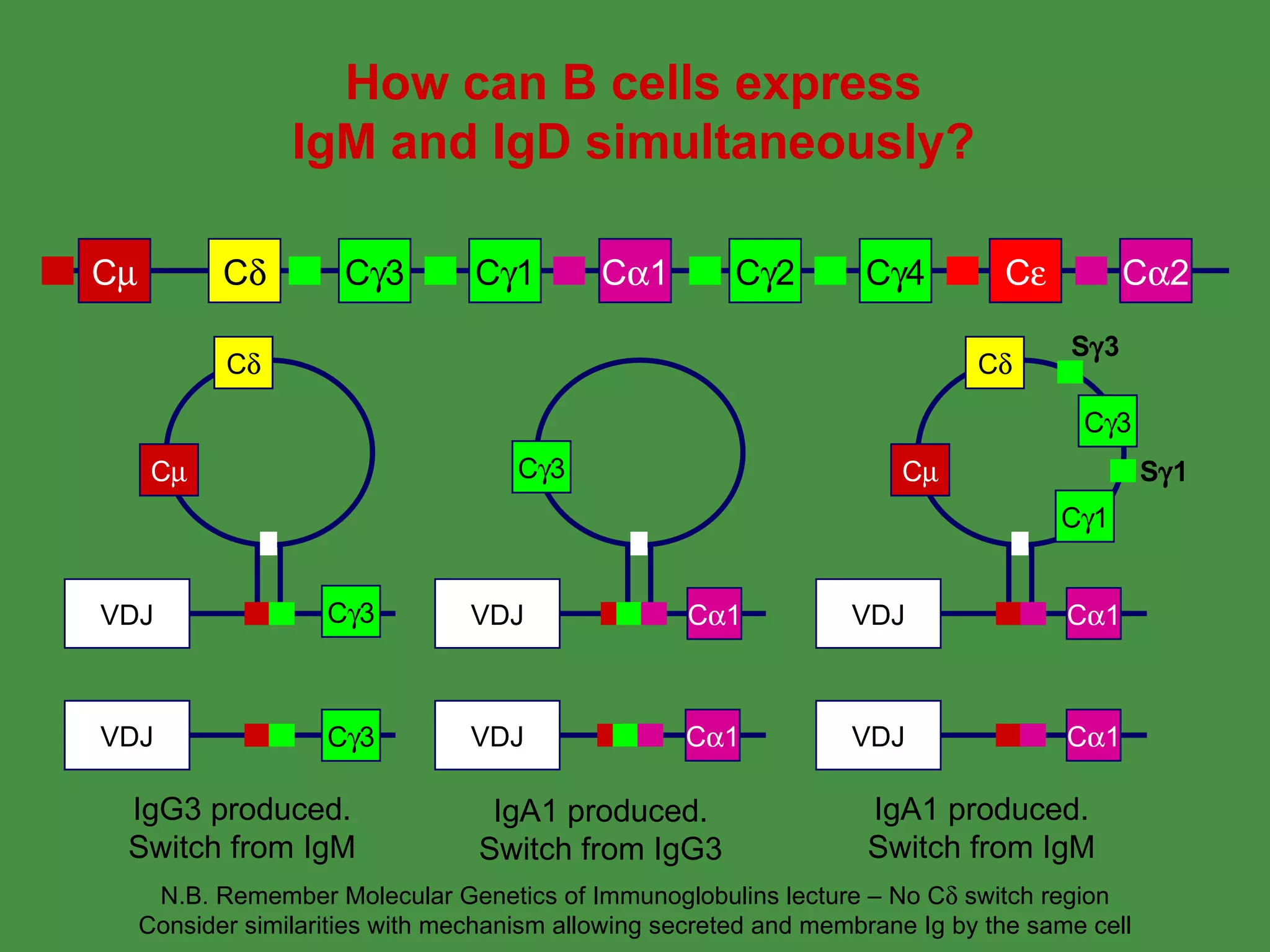 B Cell Development | PPT
