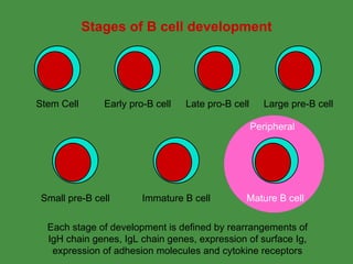 B Cell Development | PPT