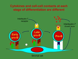 B Cell Development | PPT