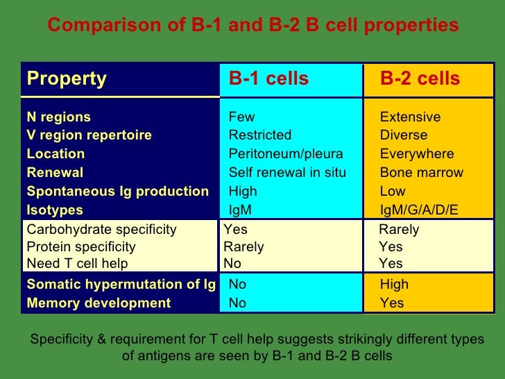 B Cell Development