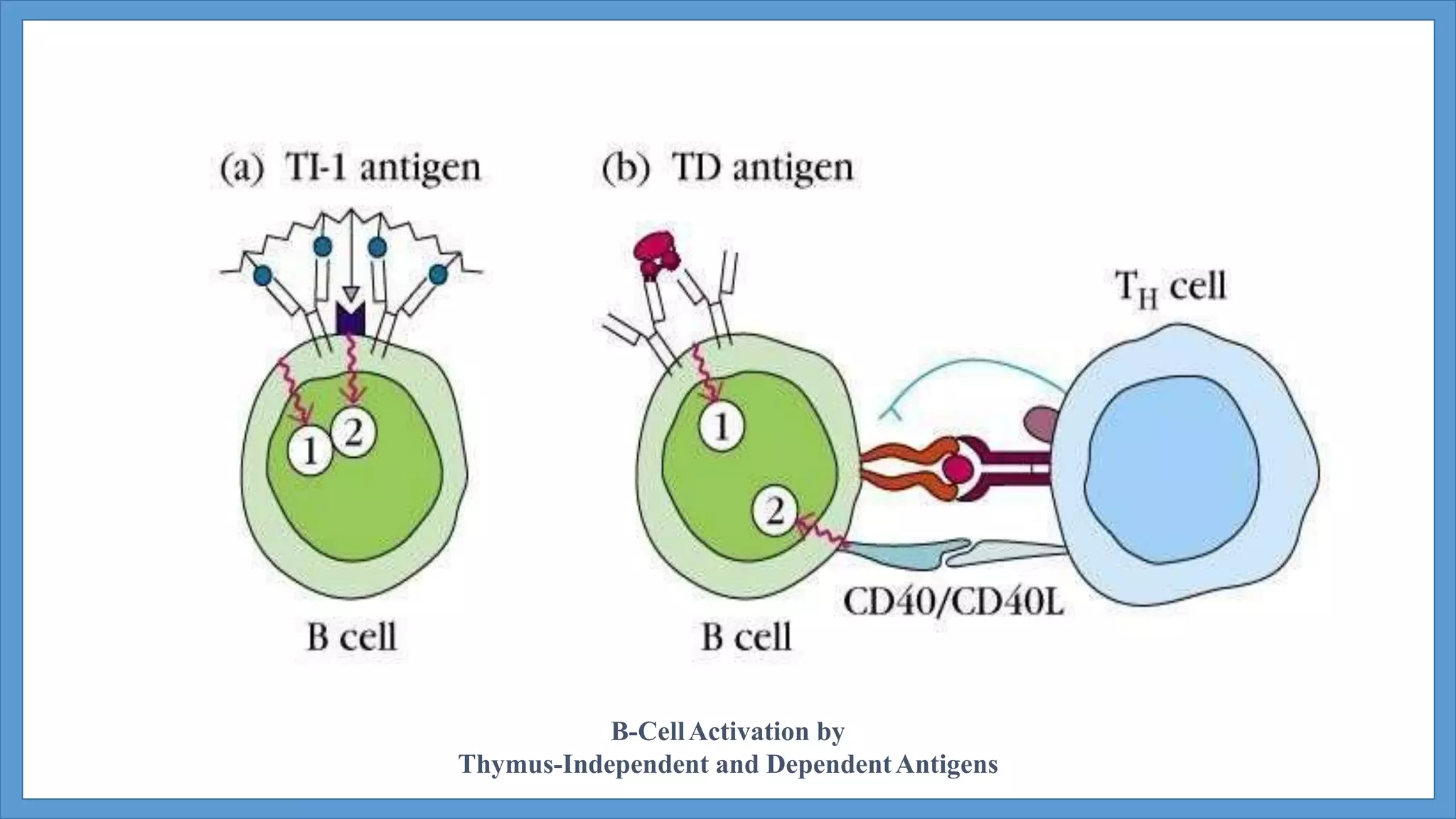 B-cell development.pptx
