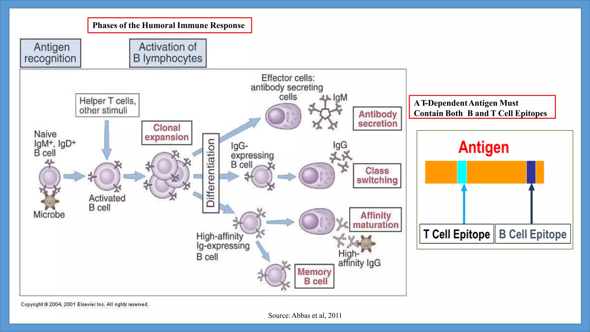 B-cell development.pptx