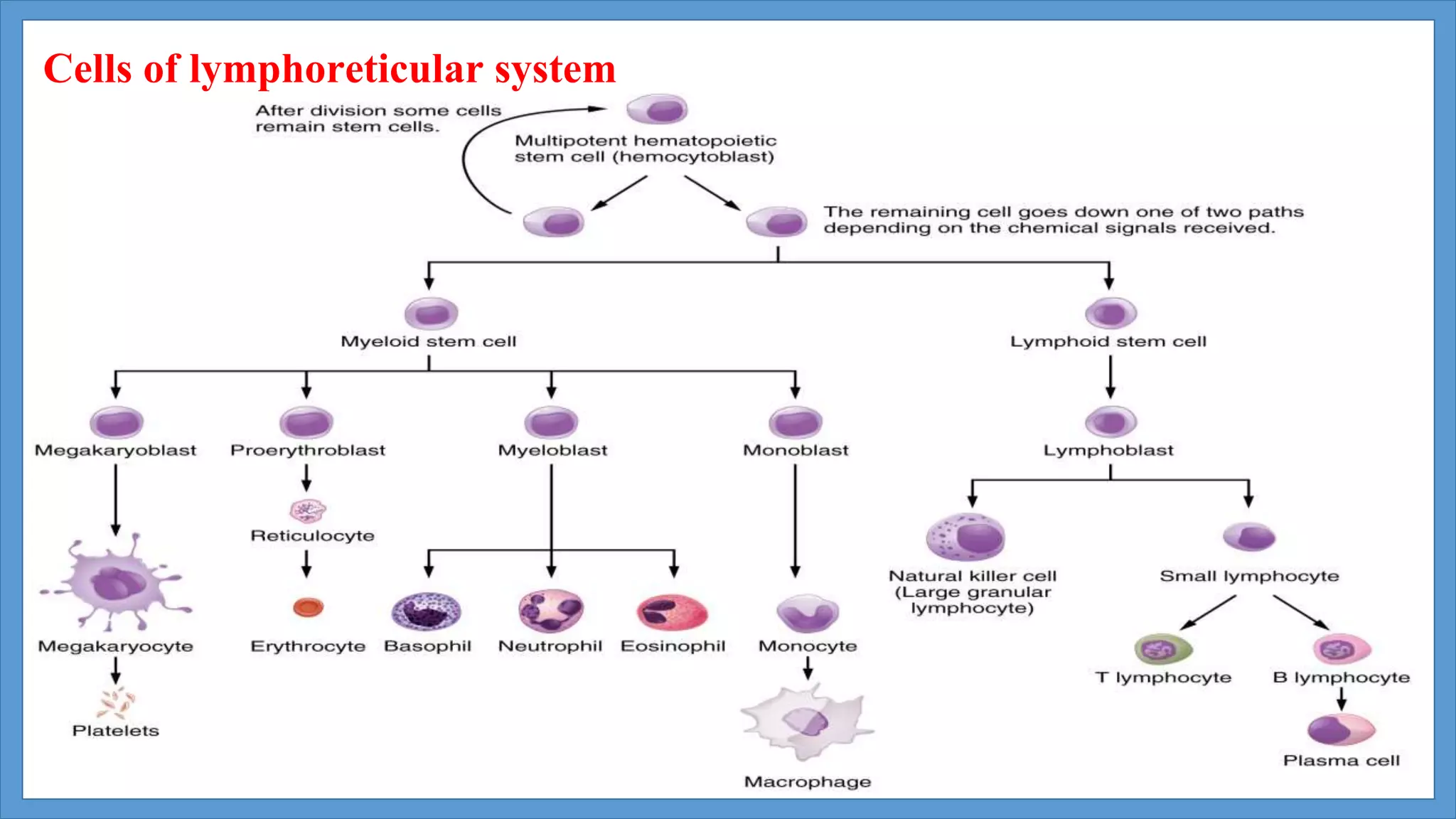 B-cell development.pptx