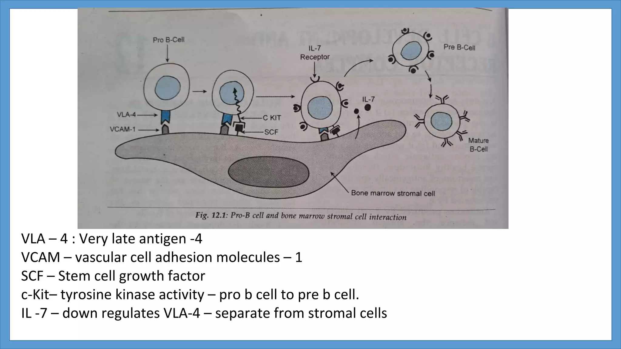 B-cell development.pptx