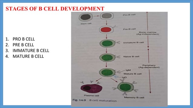 B-cell development.pptx | Genetics | Science