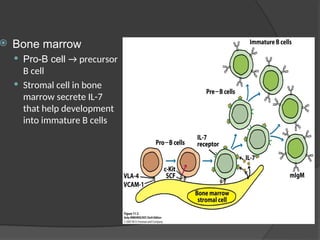 B cell development is important event in immune system function. ppt.ppt