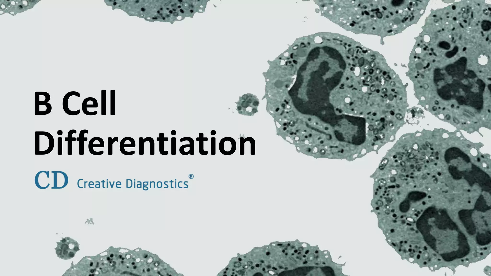 B cell differentiation | PPTX