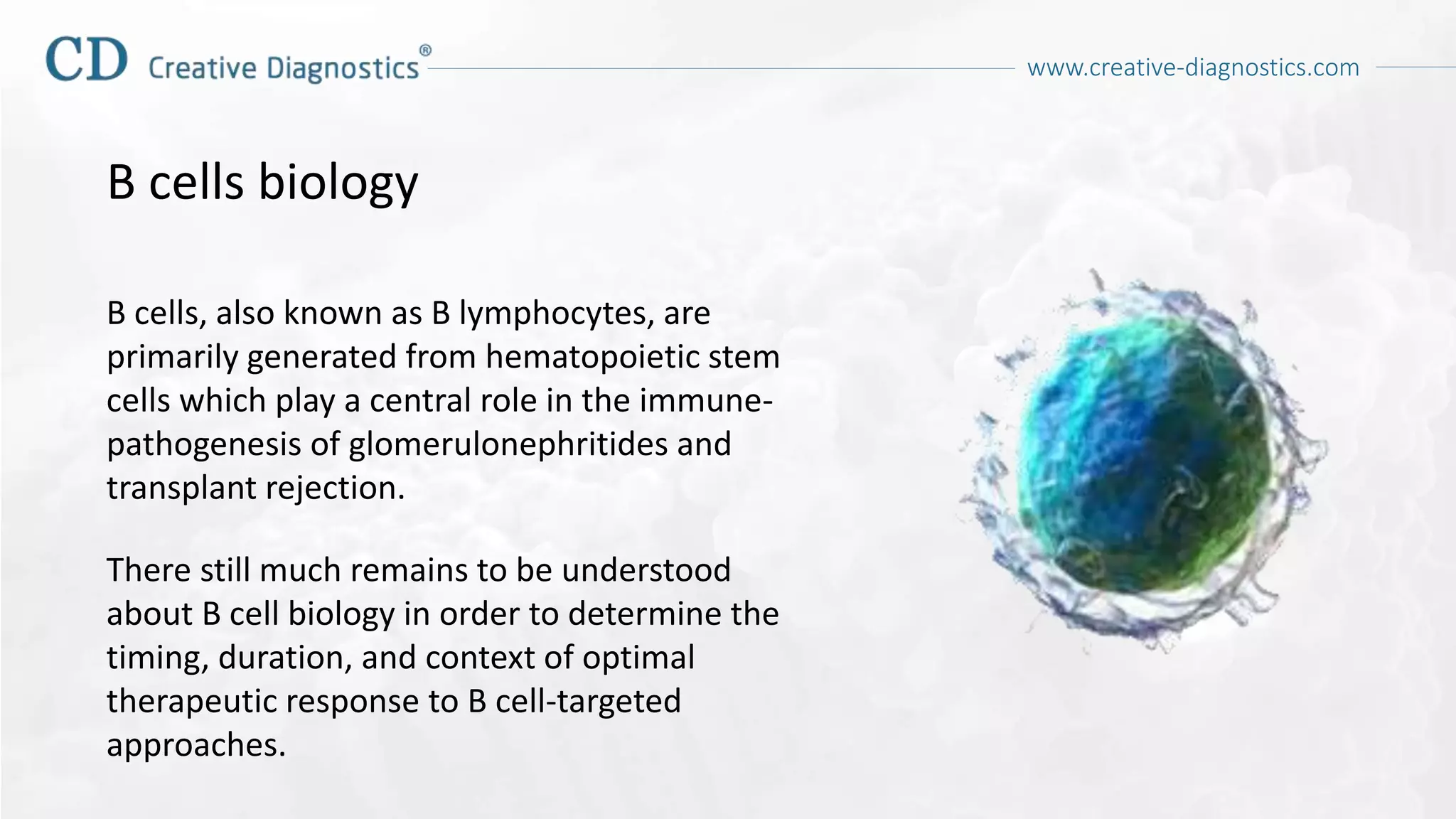 B cell differentiation | PPTX