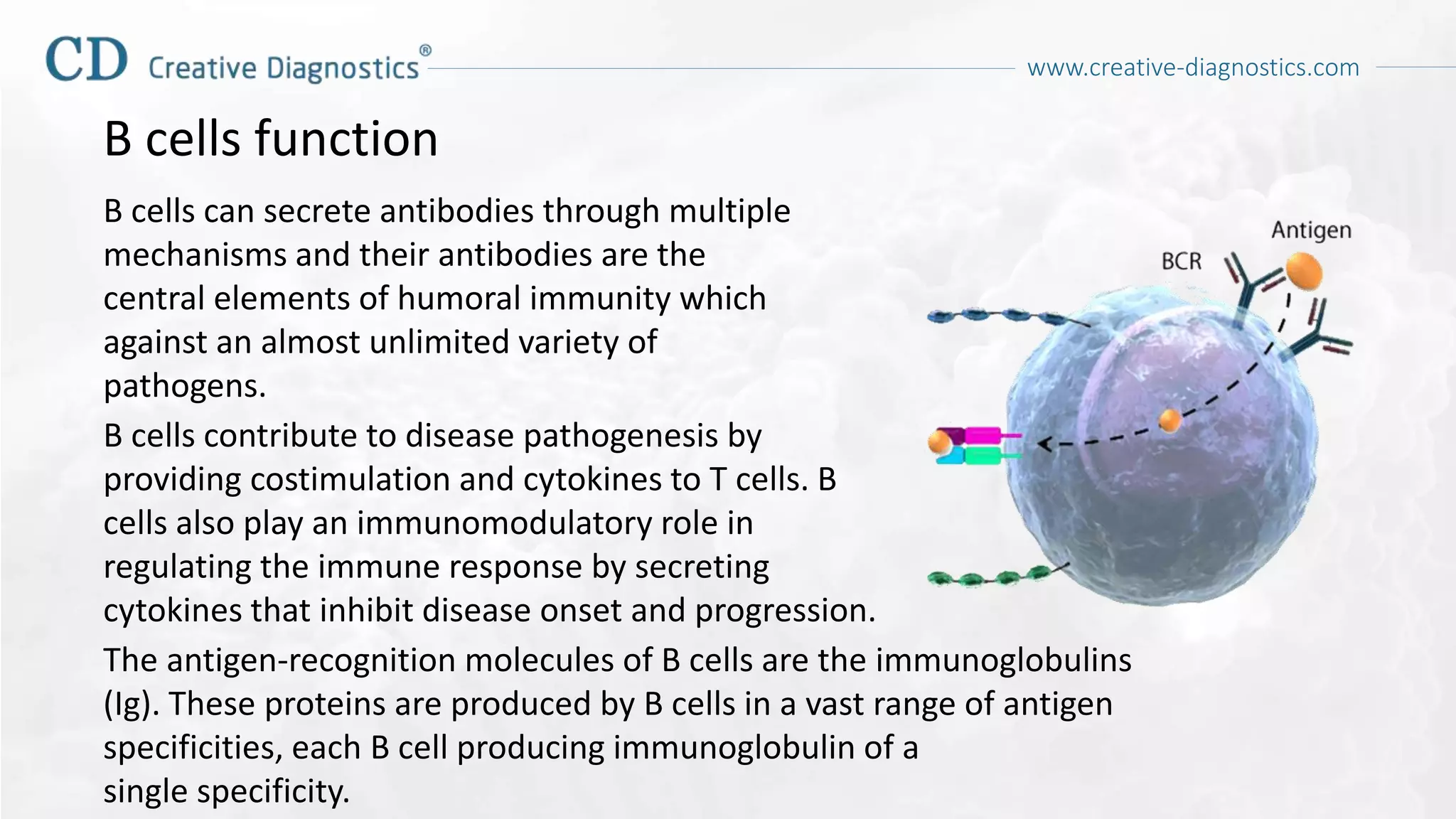 B cell differentiation | PPTX