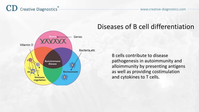B cell differentiation | PPTX