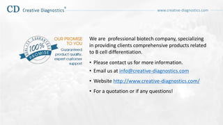 B cell differentiation | PPTX