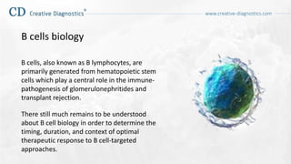 B cell differentiation | PPTX