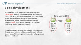 B cell differentiation | PPTX