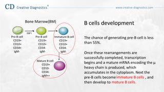 B cell differentiation | PPTX