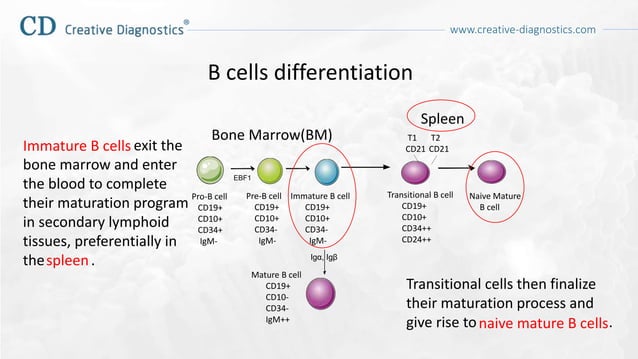 B cell differentiation | PPTX