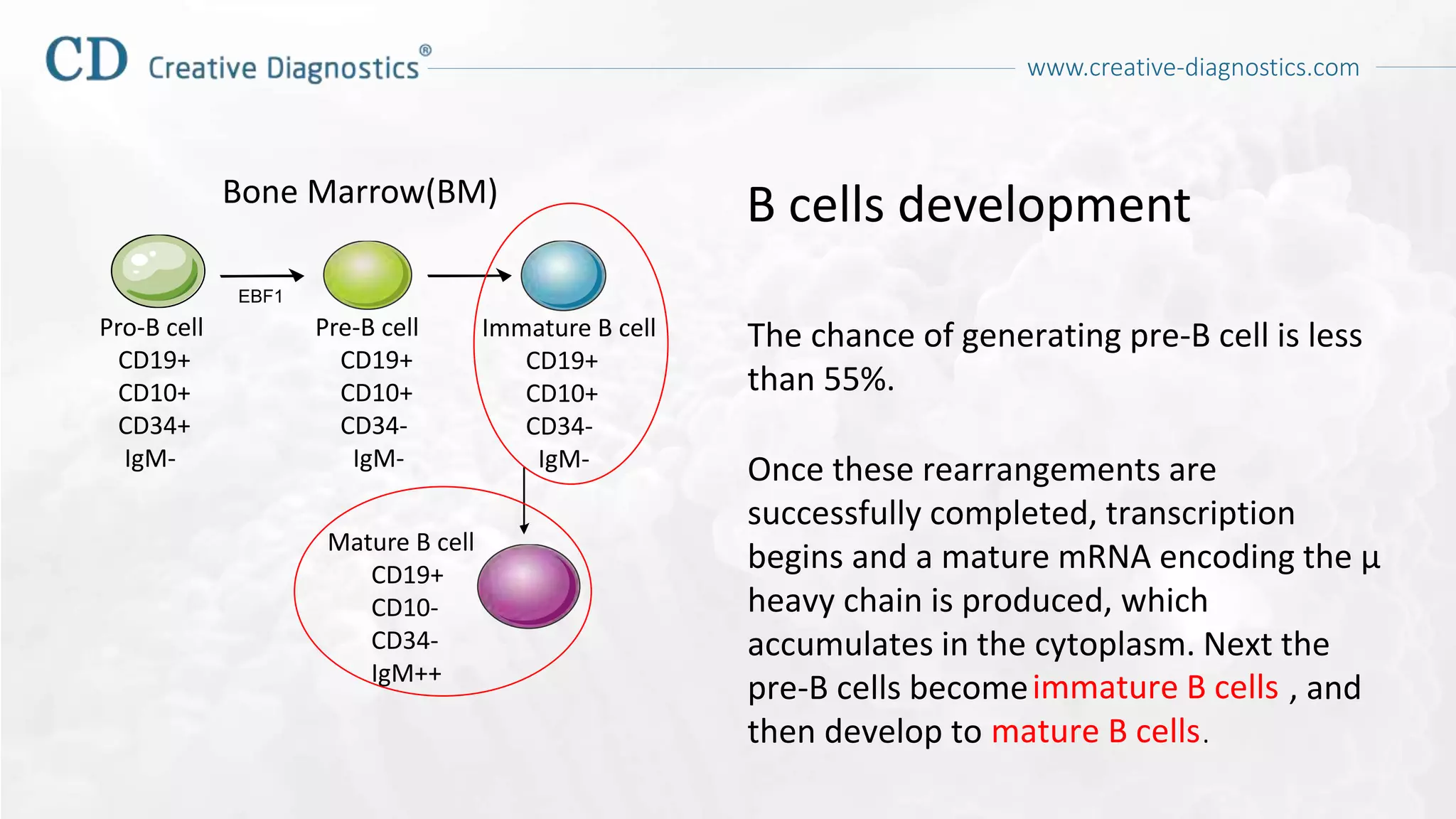 B cell differentiation | PPTX