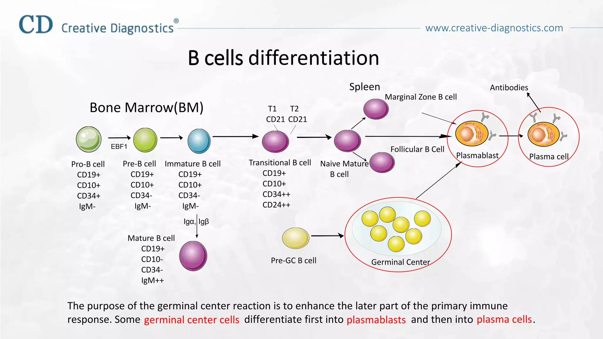 B cell differentiation | PPTX