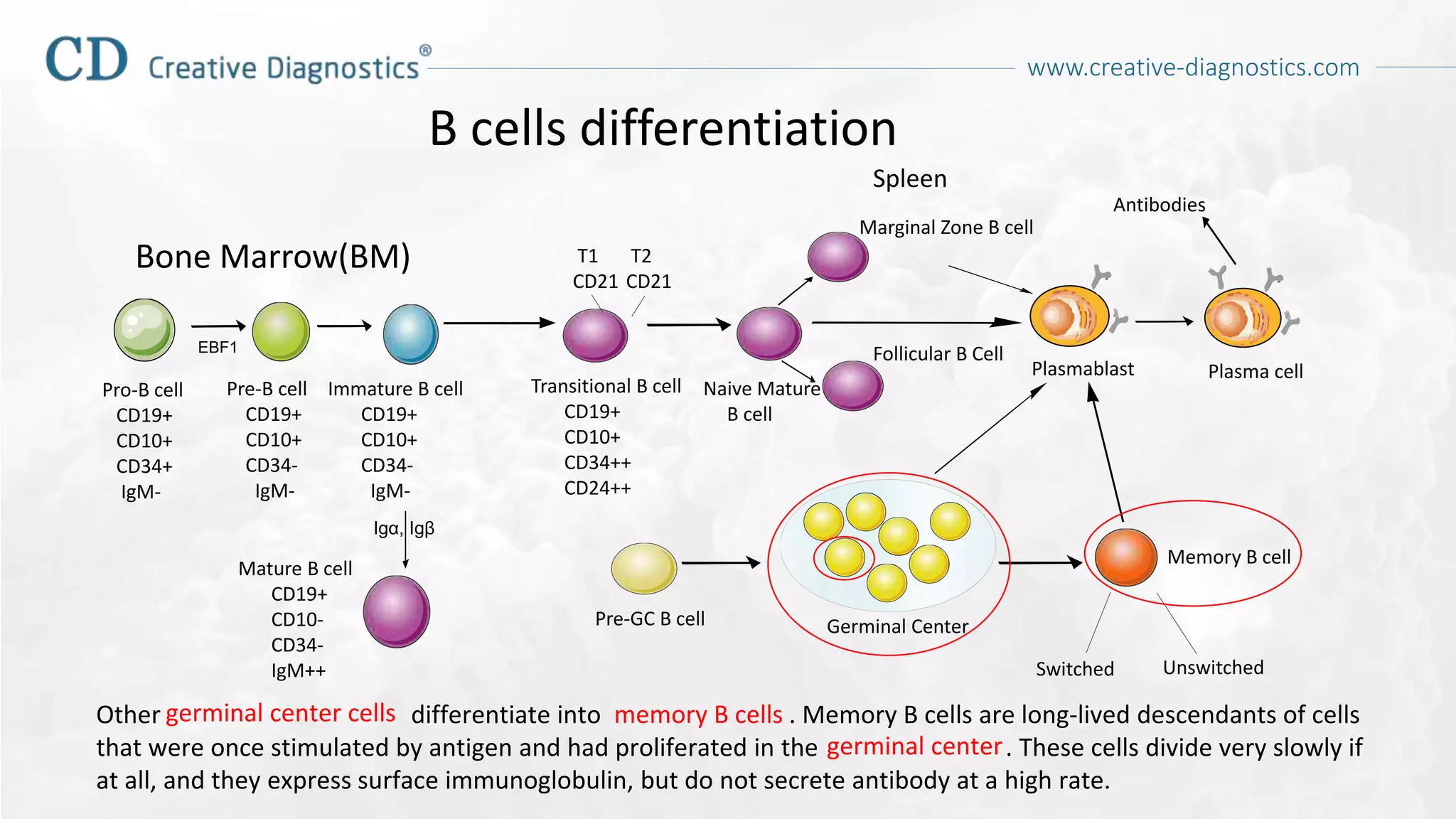 B cell differentiation | PPTX
