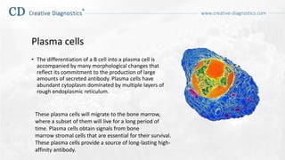 B cell differentiation | PPTX