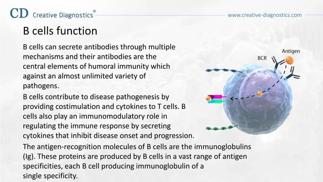 B cell differentiation | PPT