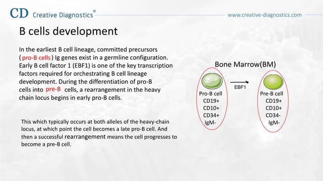 B cell differentiation | PPT