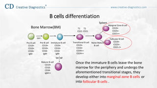 B cell differentiation | PPTX