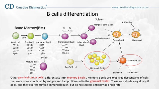 B cell differentiation | PPT