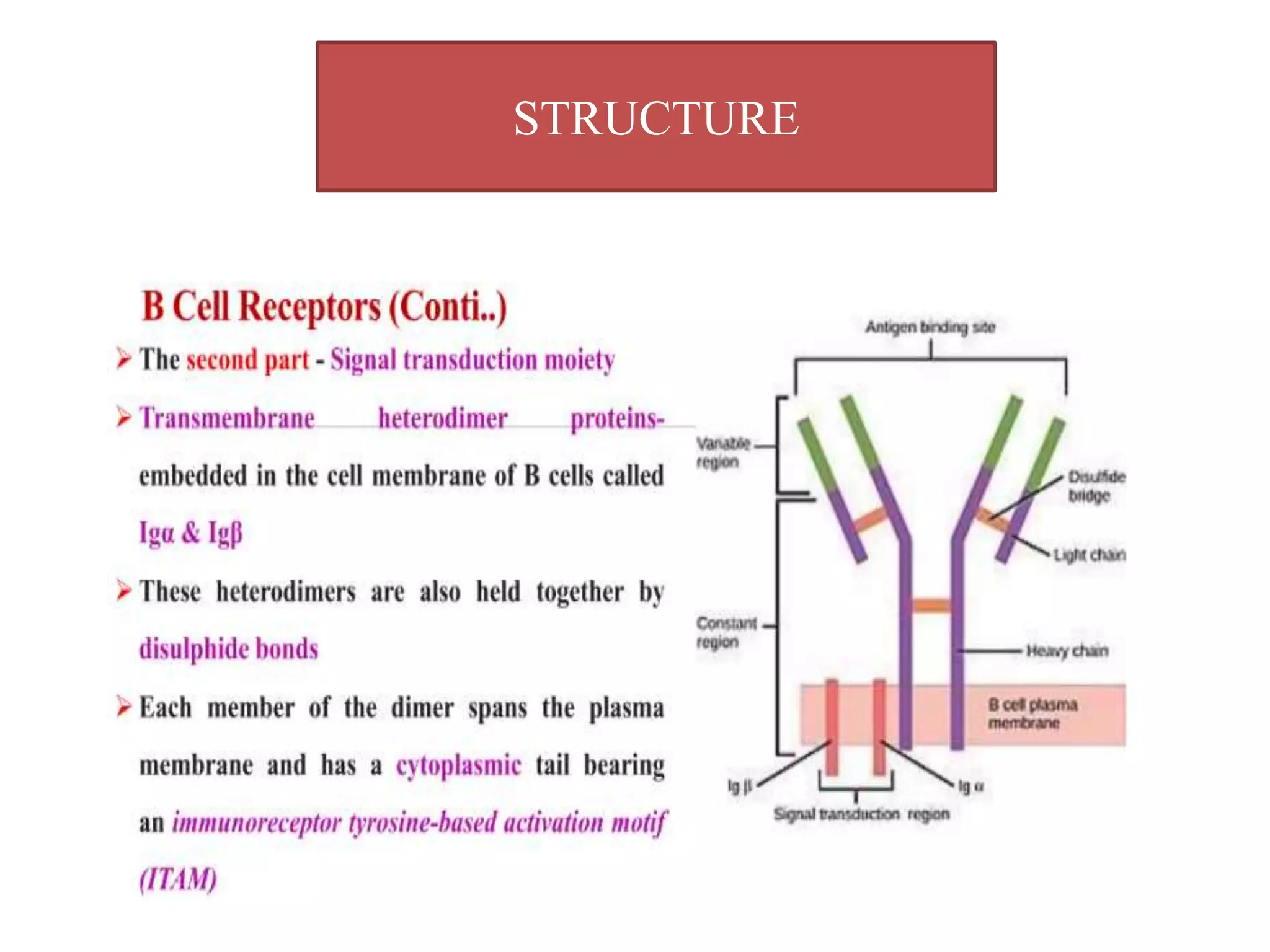 B CELL RECEPTOR final.pptx