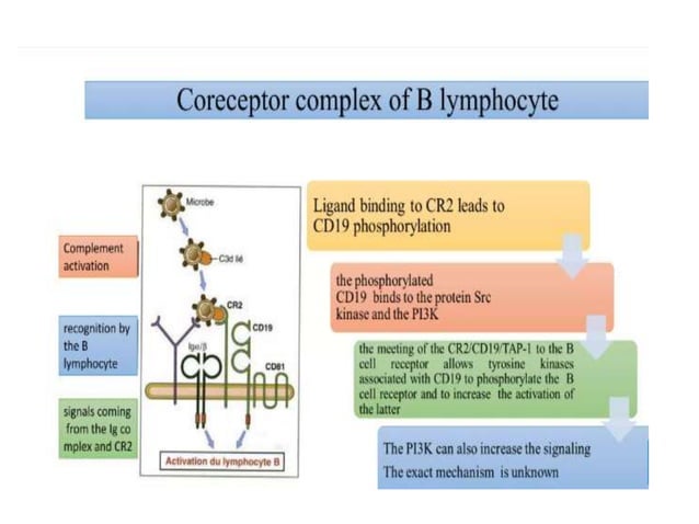B CELL RECEPTOR final.pptx