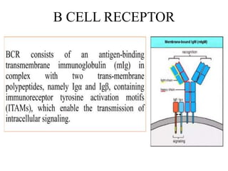 B CELL RECEPTOR final.pptx