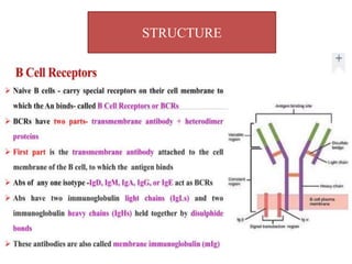 B CELL RECEPTOR final.pptx
