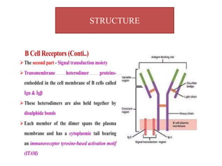 B CELL RECEPTOR final.pptx