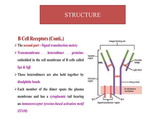 B CELL RECEPTOR final.pptx