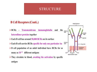 B CELL RECEPTOR final.pptx