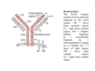 B CELL RECEPTOR final.pptx
