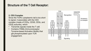 b cell receptor &T cell receptor.pptx..... | PPTX