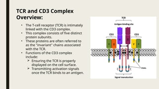 b cell receptor &T cell receptor.pptx..... | PPTX