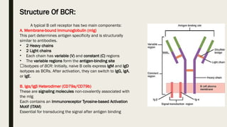 b cell receptor &T cell receptor.pptx..... | PPTX