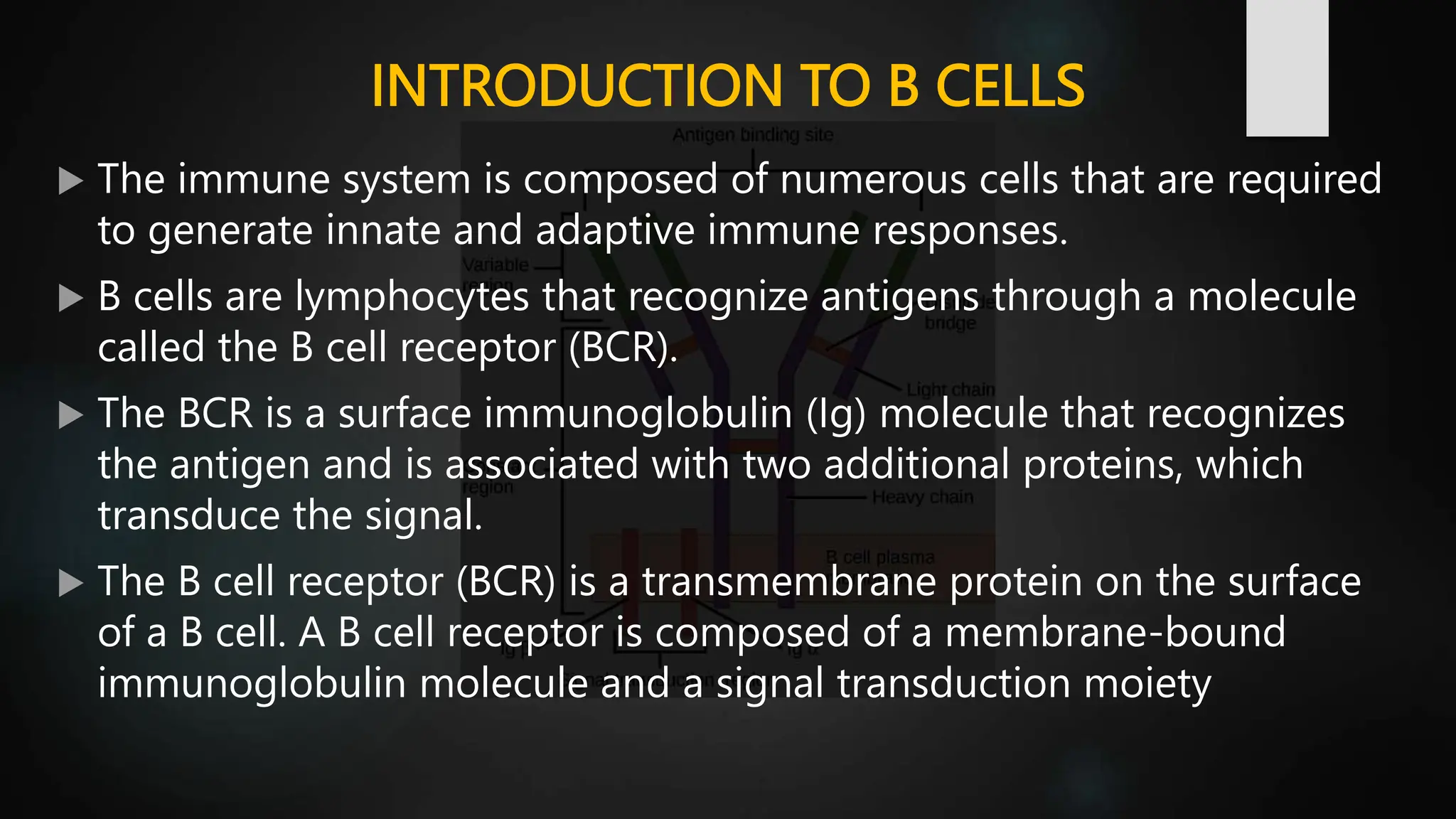 B Cells-1 role and functions 178858057.pptx